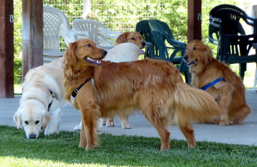 How to Socializing Your Dog